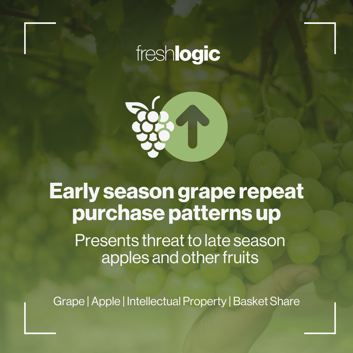 New grape varieties drive quality pressures in snacking | Freshlogic